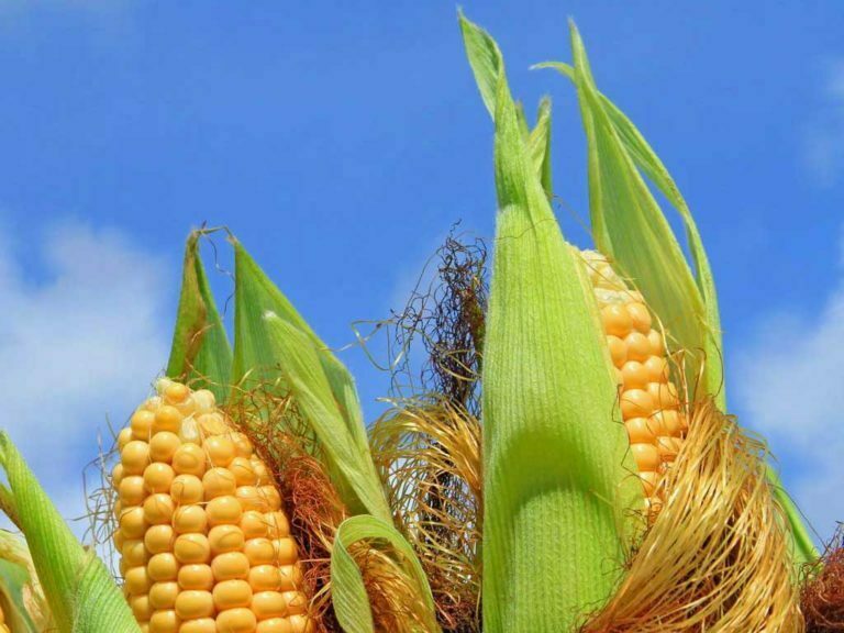 What size corn planter do I need? | Corn Planter from Taizy Machinery Co.,